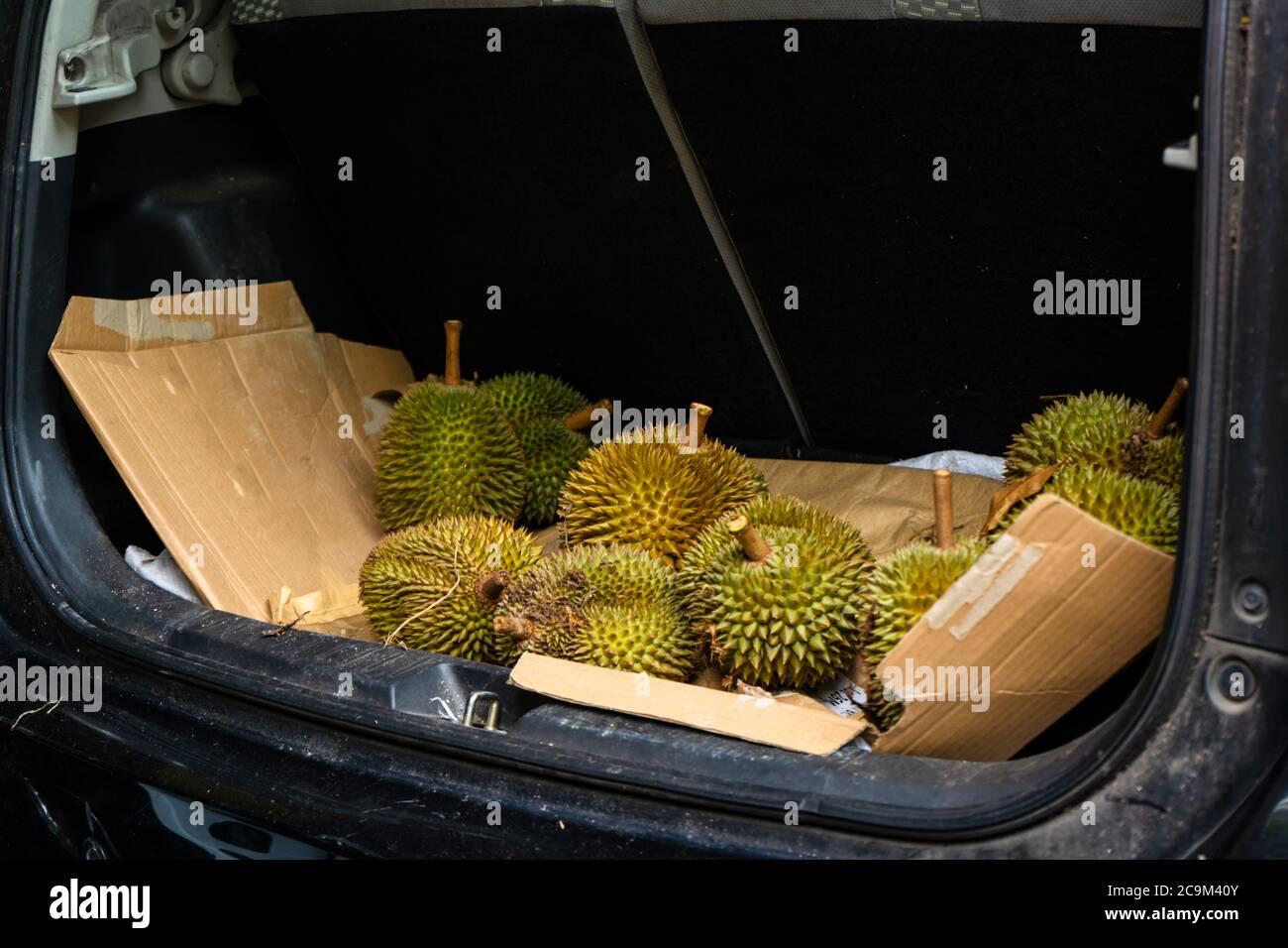 Asia fruit street market. Durian fruit is being sold from the trunk of ...