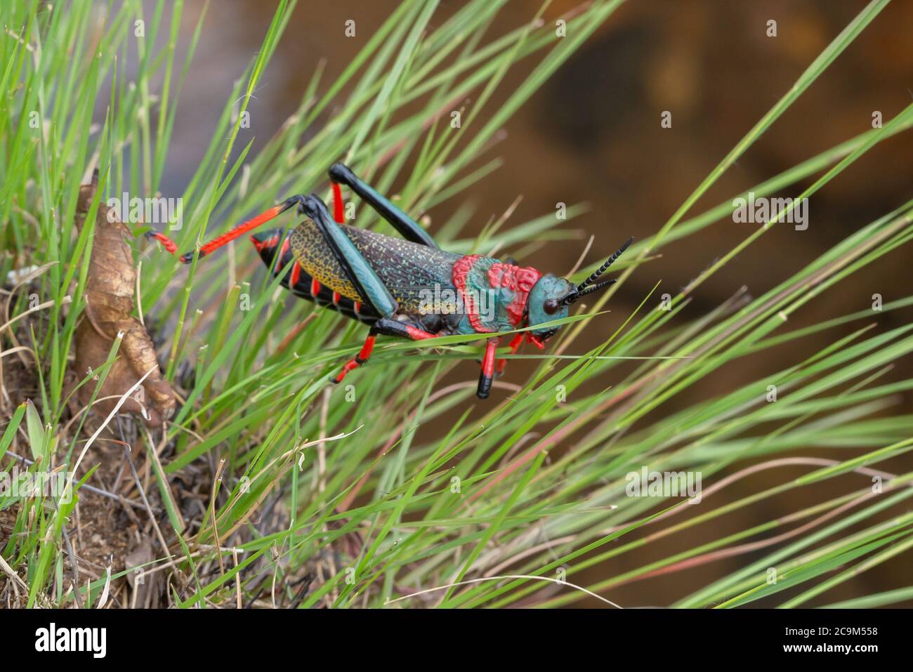 African foam grasshopper hi-res stock photography and images - Alamy