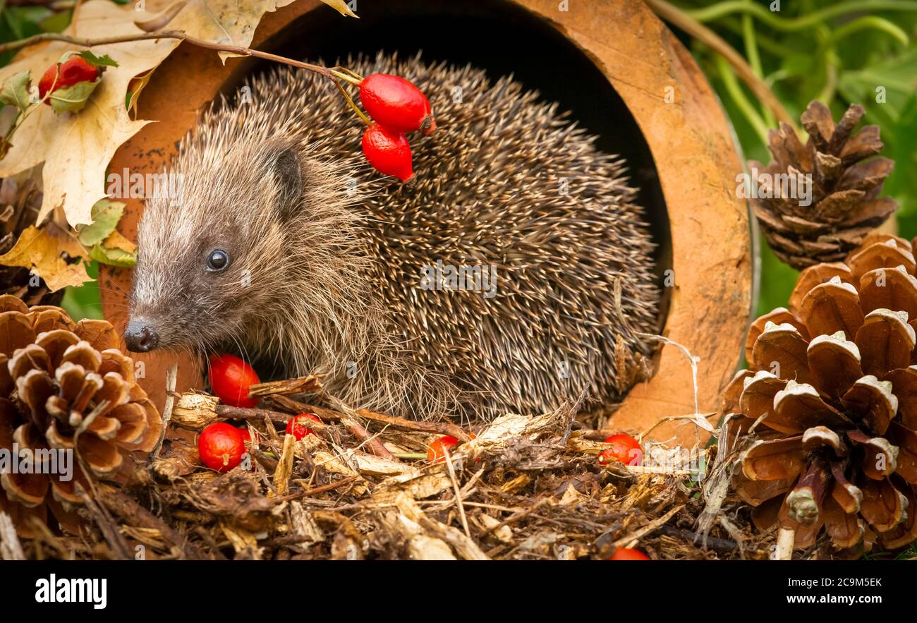 Hedgehog inside a pipe hi-res stock photography and images - Alamy