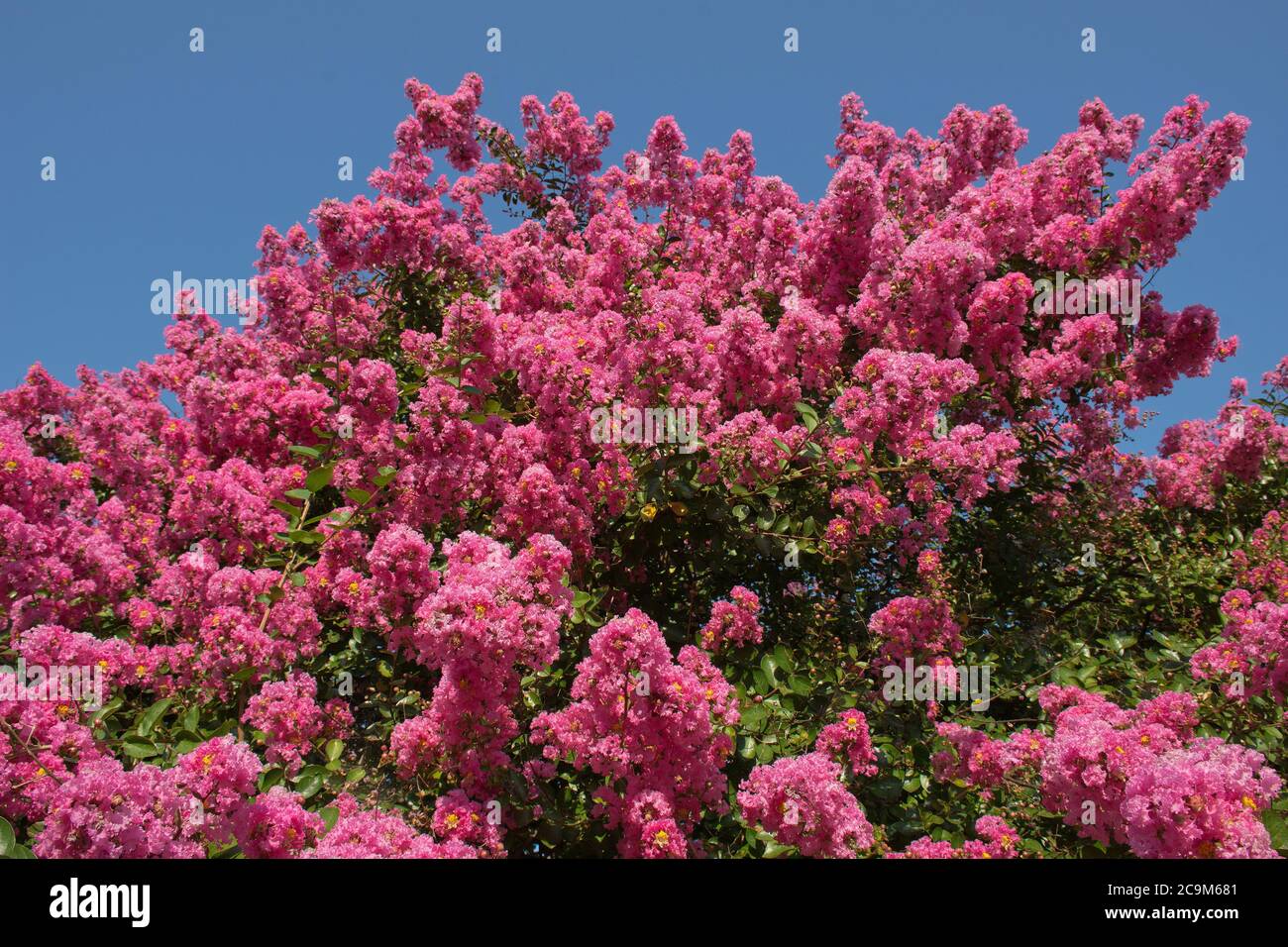 Flowers of Lagerstroemia indica Stock Photo - Alamy