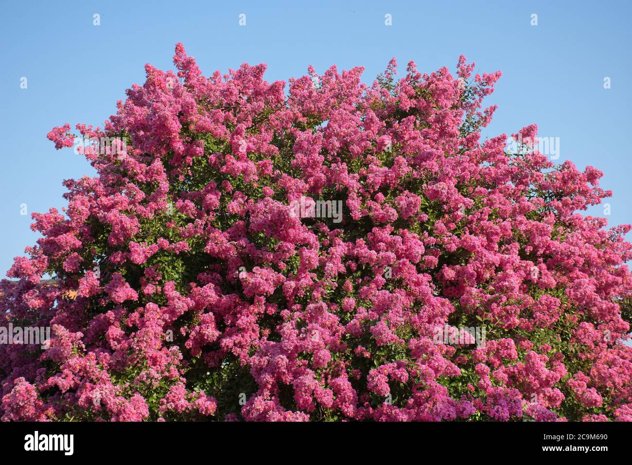 Flowers of Lagerstroemia indica Stock Photo - Alamy