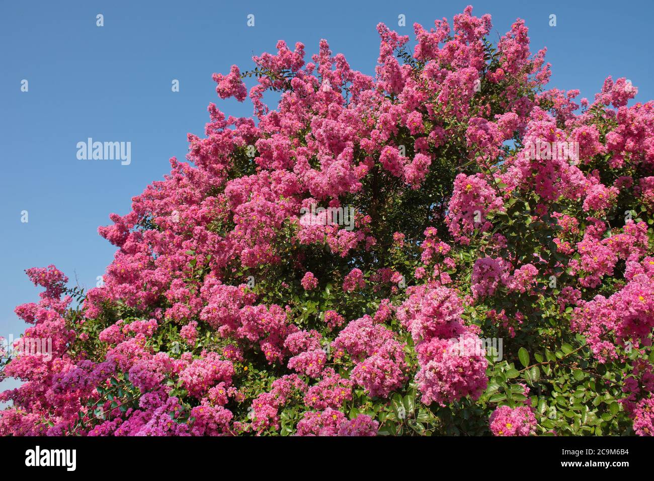 Flowers of Lagerstroemia indica Stock Photo - Alamy