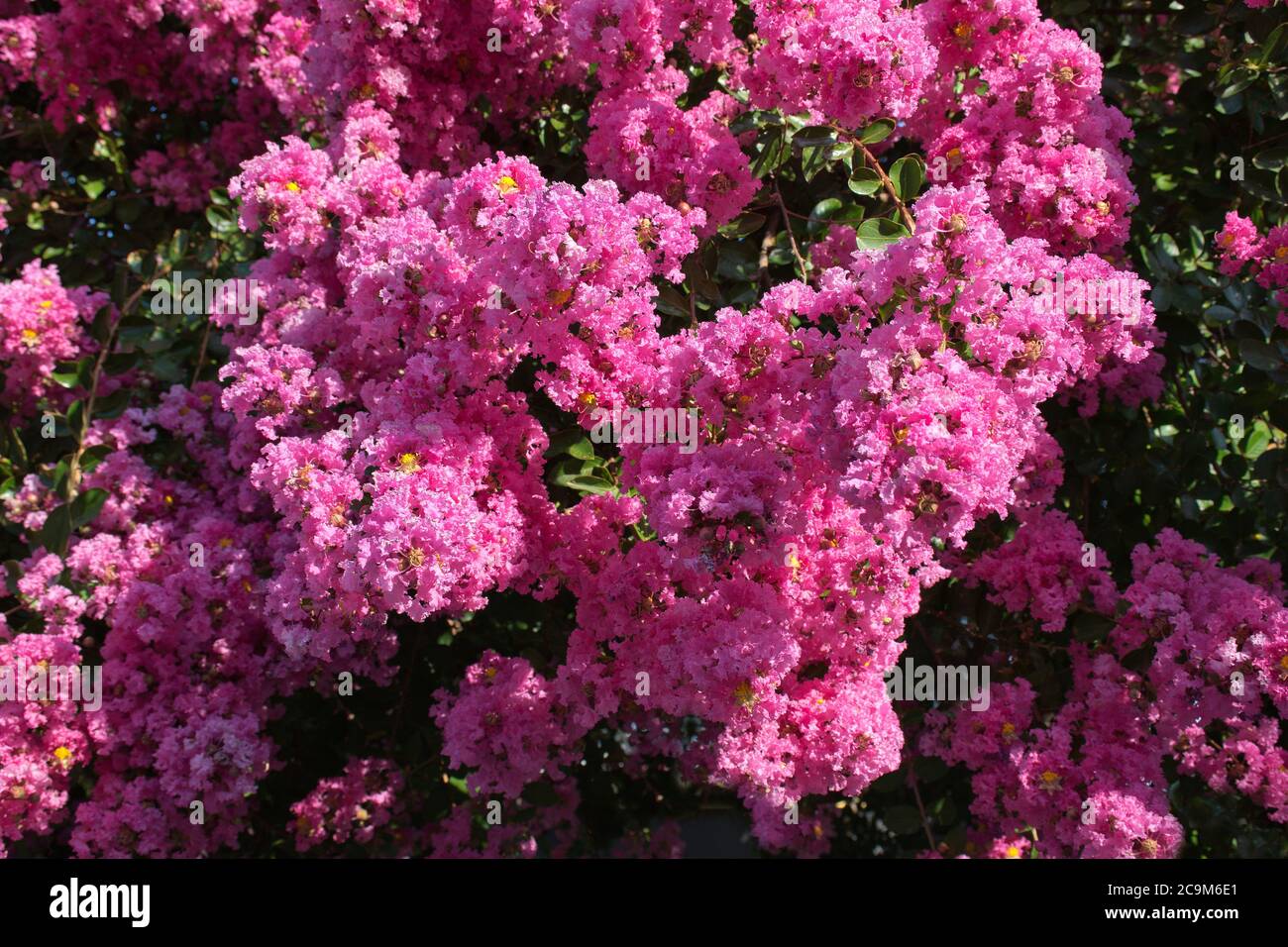 Flowers of Lagerstroemia indica Stock Photo - Alamy