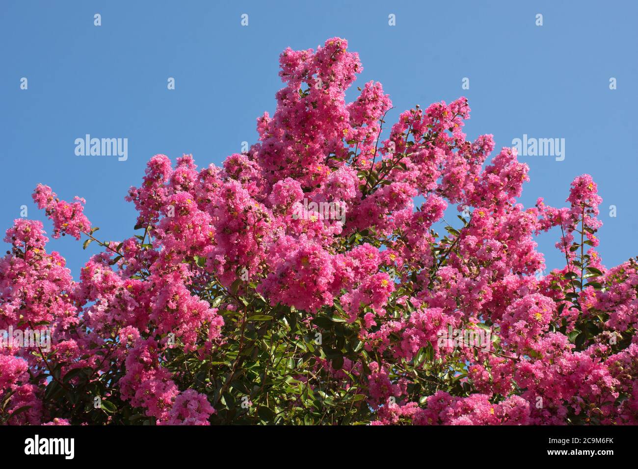 Flowers of Lagerstroemia indica Stock Photo - Alamy