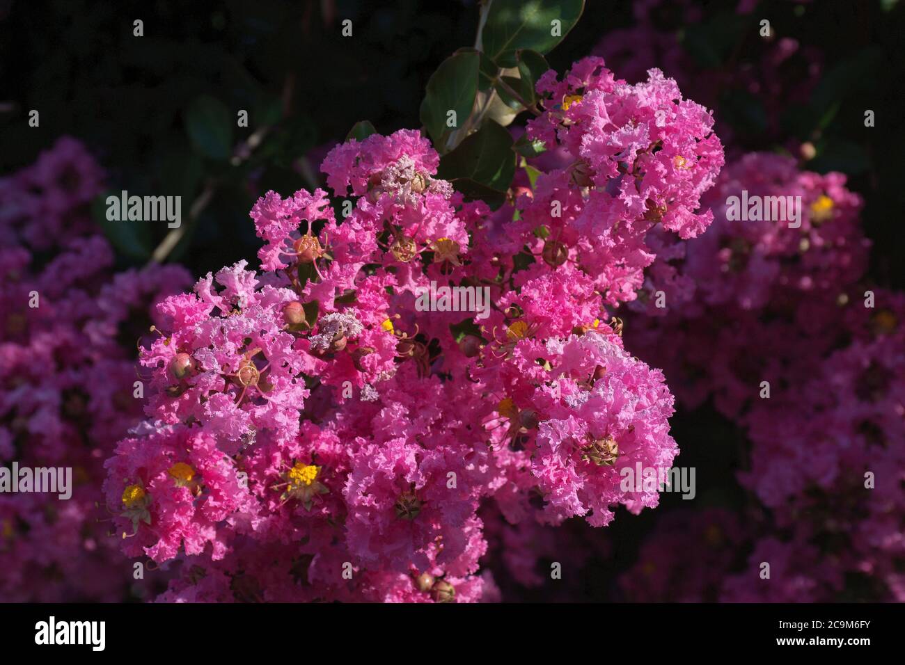 Flowers of Lagerstroemia indica Stock Photo - Alamy