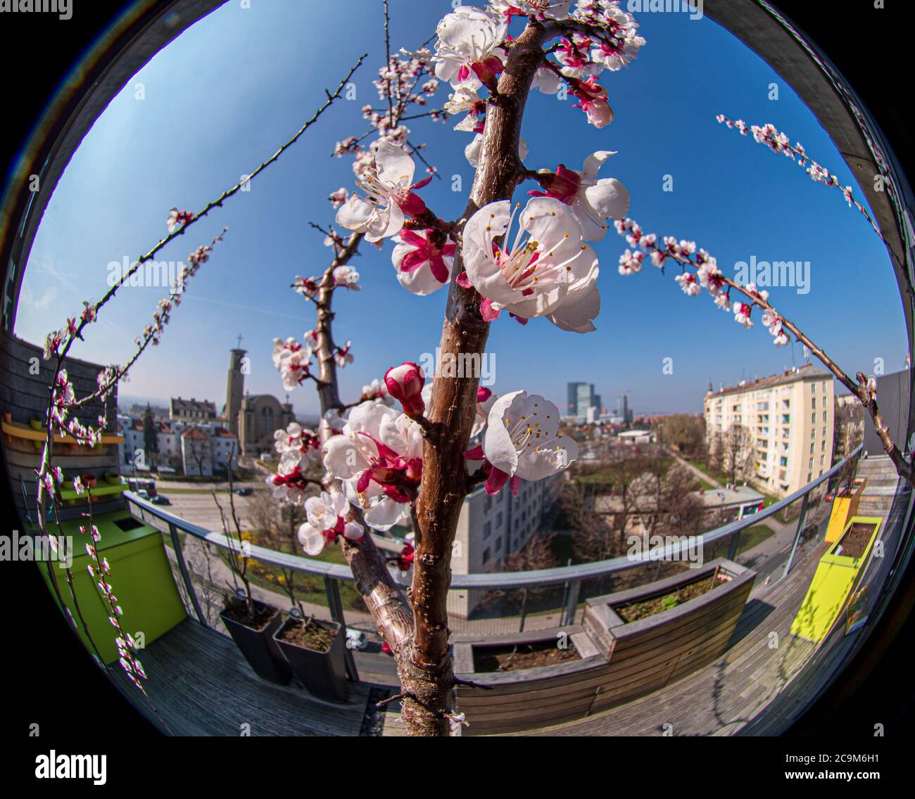 Detail circular fish-eye view of a flowering apricot tree branch with ...
