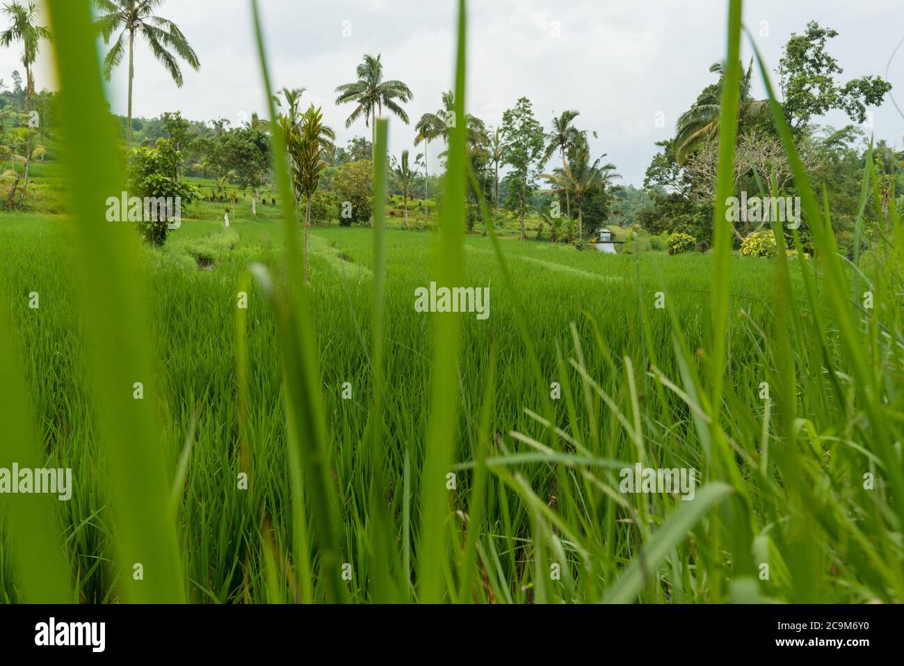 Rice paddies at Bali Stock Photo - Alamy