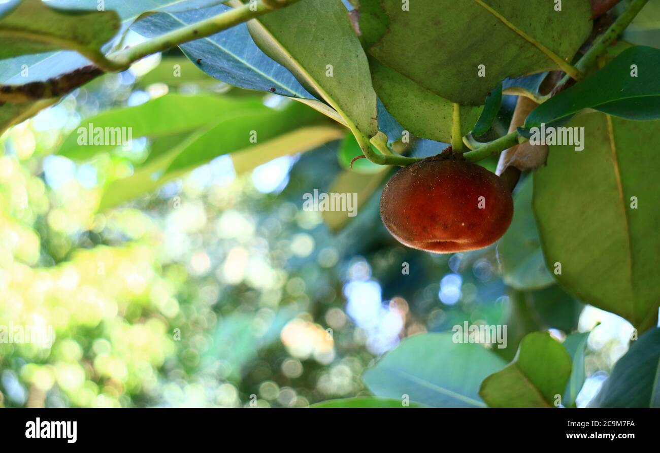 Talang tree hi-res stock photography and images - Alamy