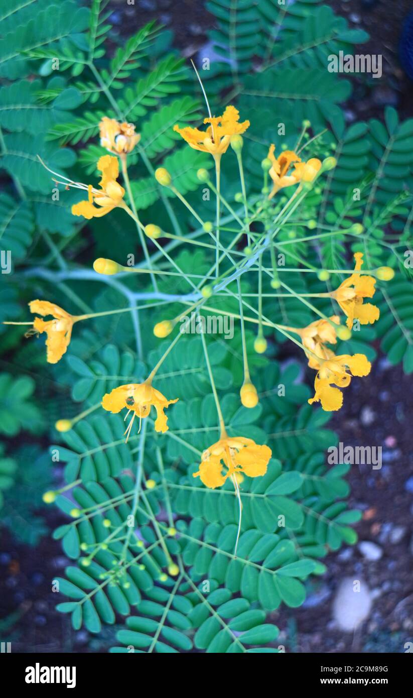 Yellow gulmohar hi-res stock photography and images - Alamy