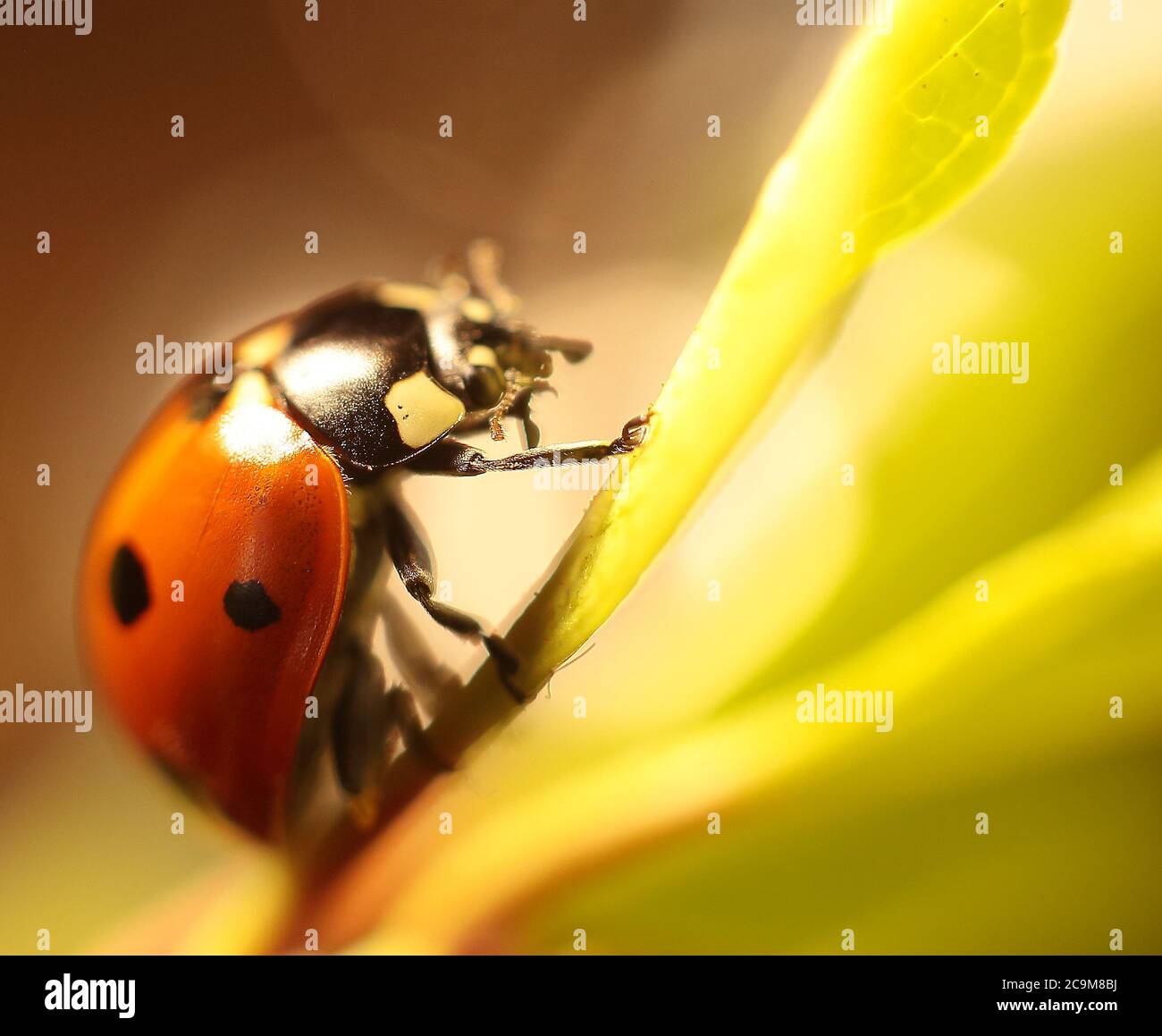 Various Macro Photography credit Ian Fairbrother/Alamy Stock Photos ...
