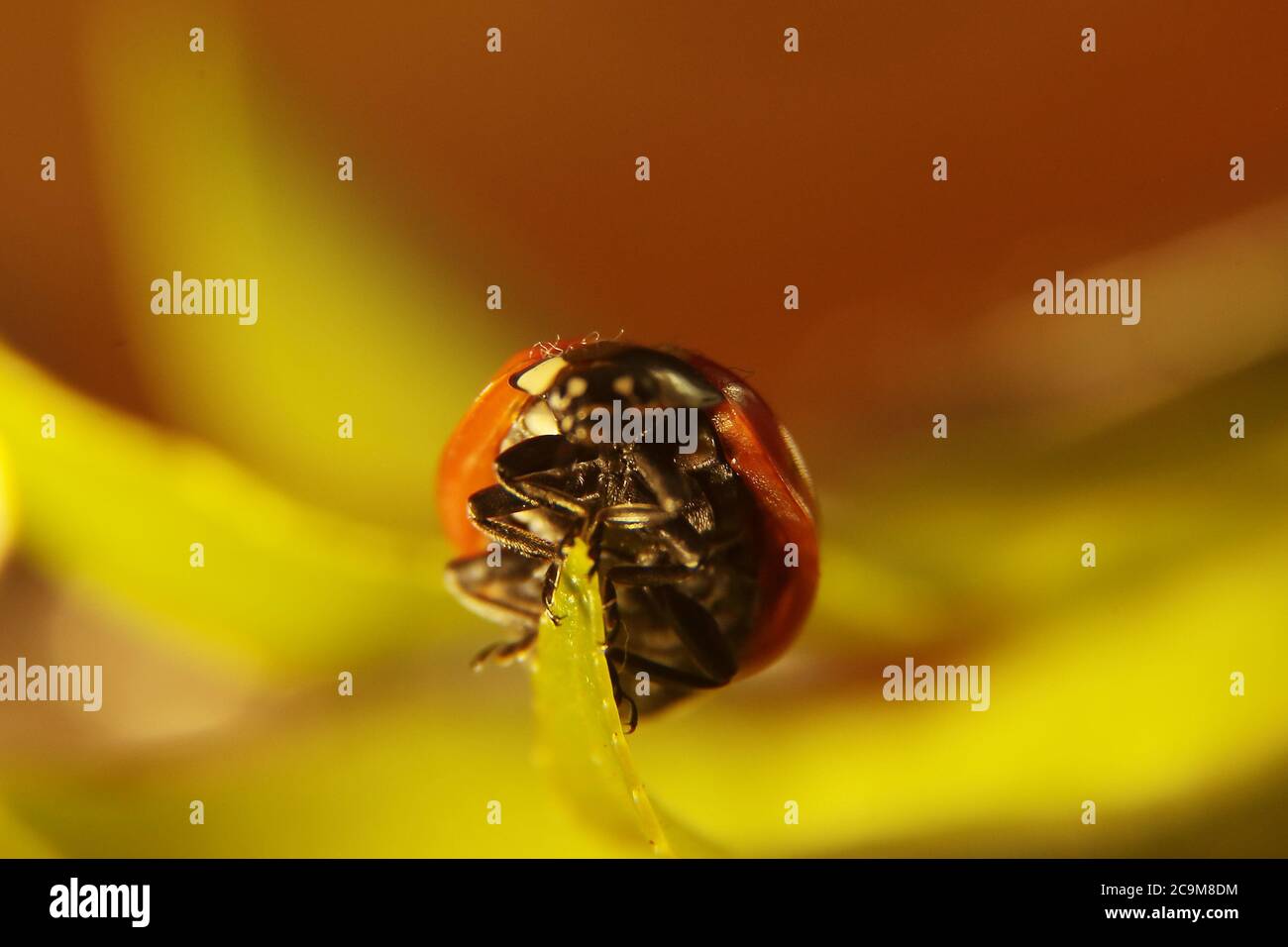Various Macro Photography credit Ian Fairbrother/Alamy Stock Photos ...