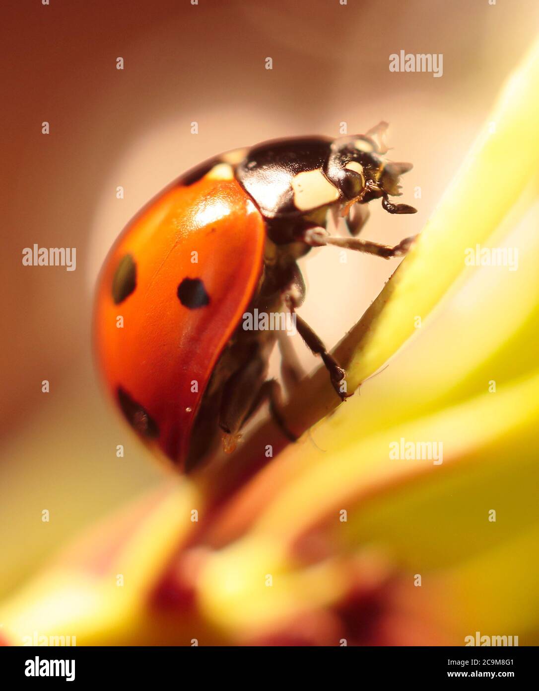 Various Macro Photography credit Ian Fairbrother/Alamy Stock Photos ...