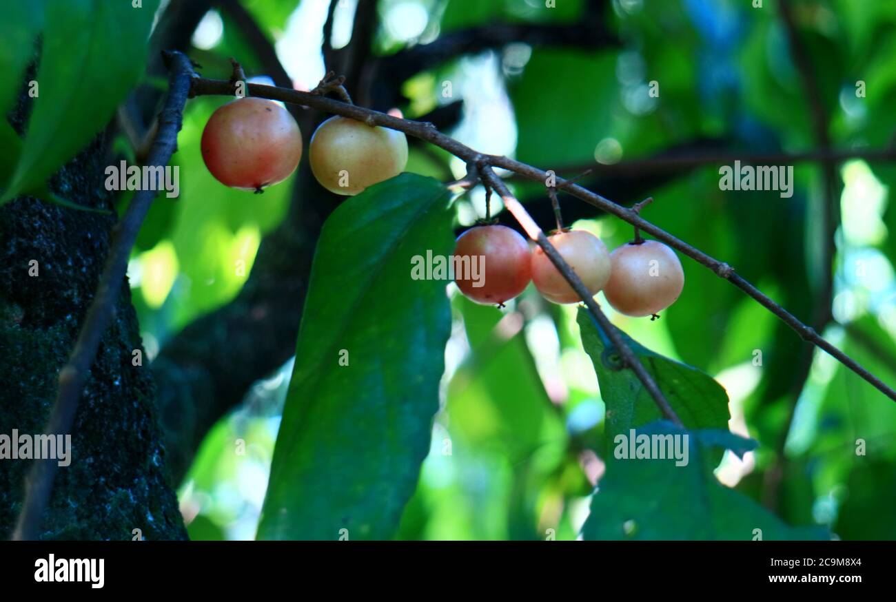 Lovi lovi plant hi-res stock photography and images - Alamy