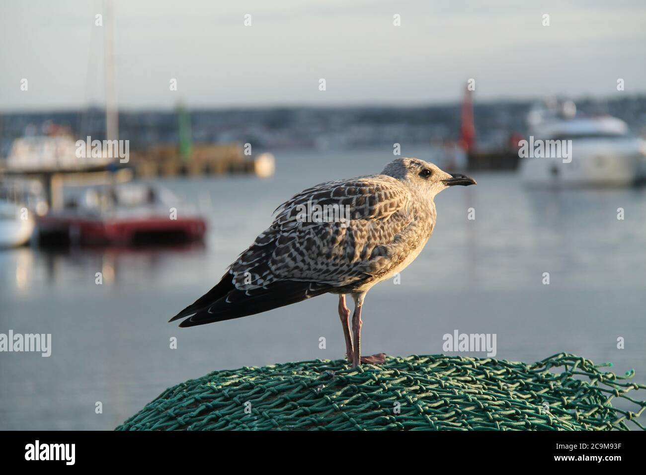 A Seagull Stood on a Fishing Net at a Seaside Harbour Stock Photo - Alamy