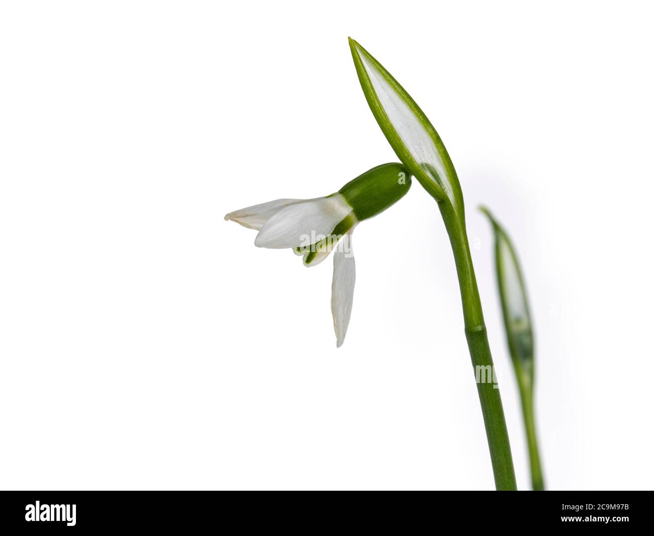 Single snowdrop flower, isolated on white background Stock Photo - Alamy