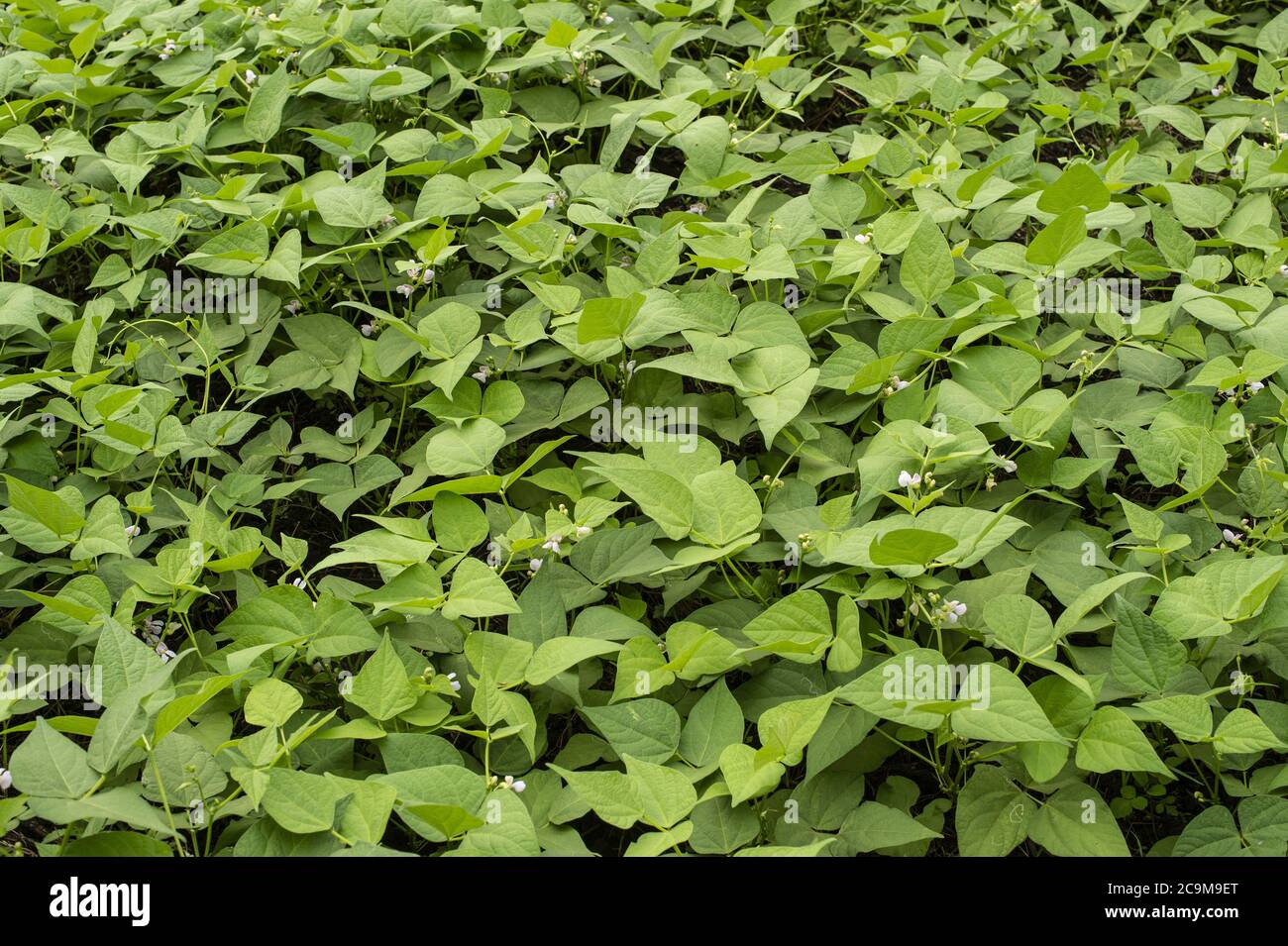 Phaseolus Sp High Resolution Stock Photography and Images - Alamy