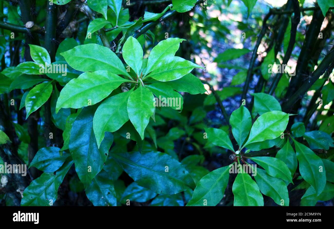 Pereskia sacharosa or tujuh jarum grows in the garden in Bogor ...