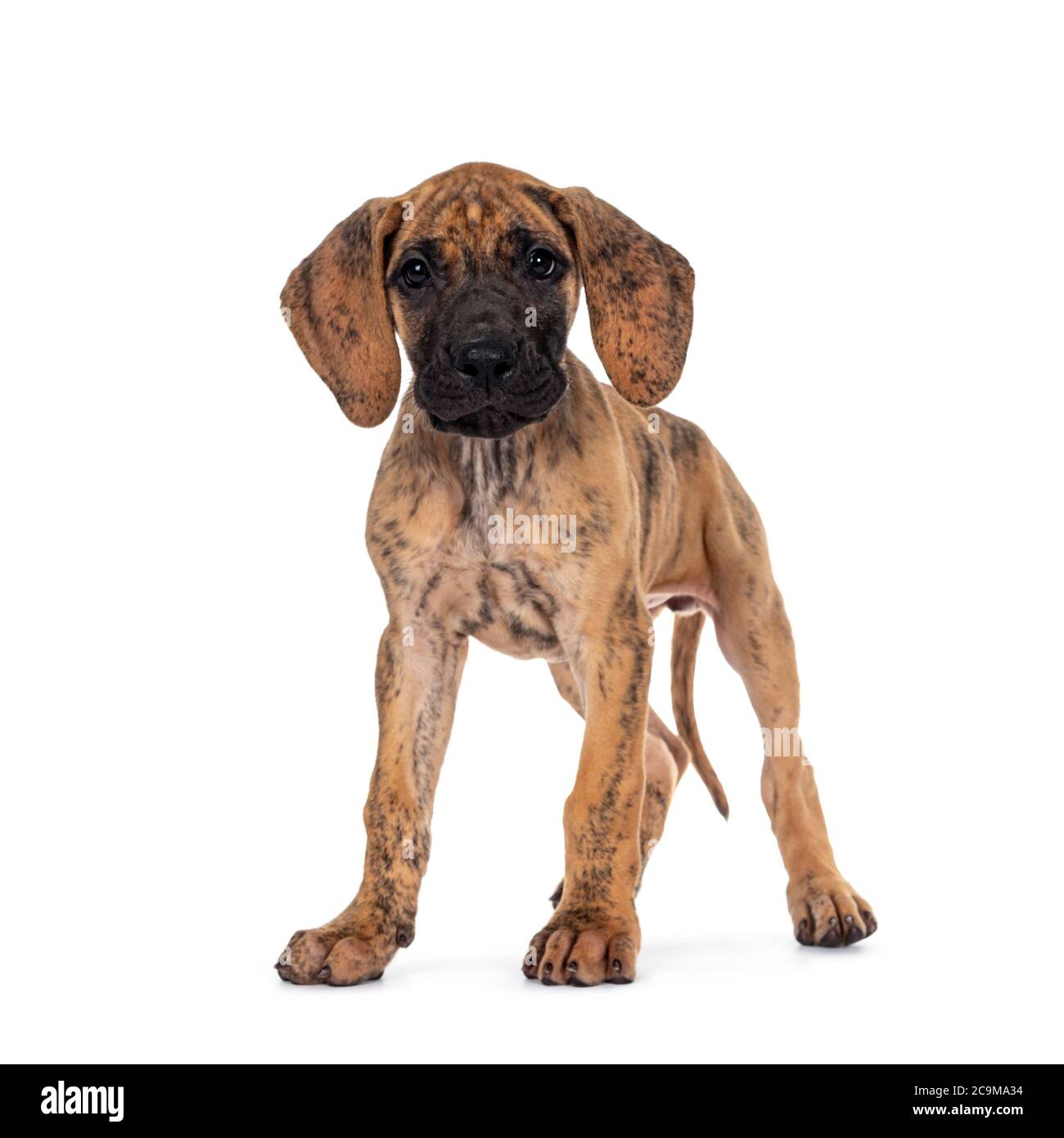 White Great Dane Puppies