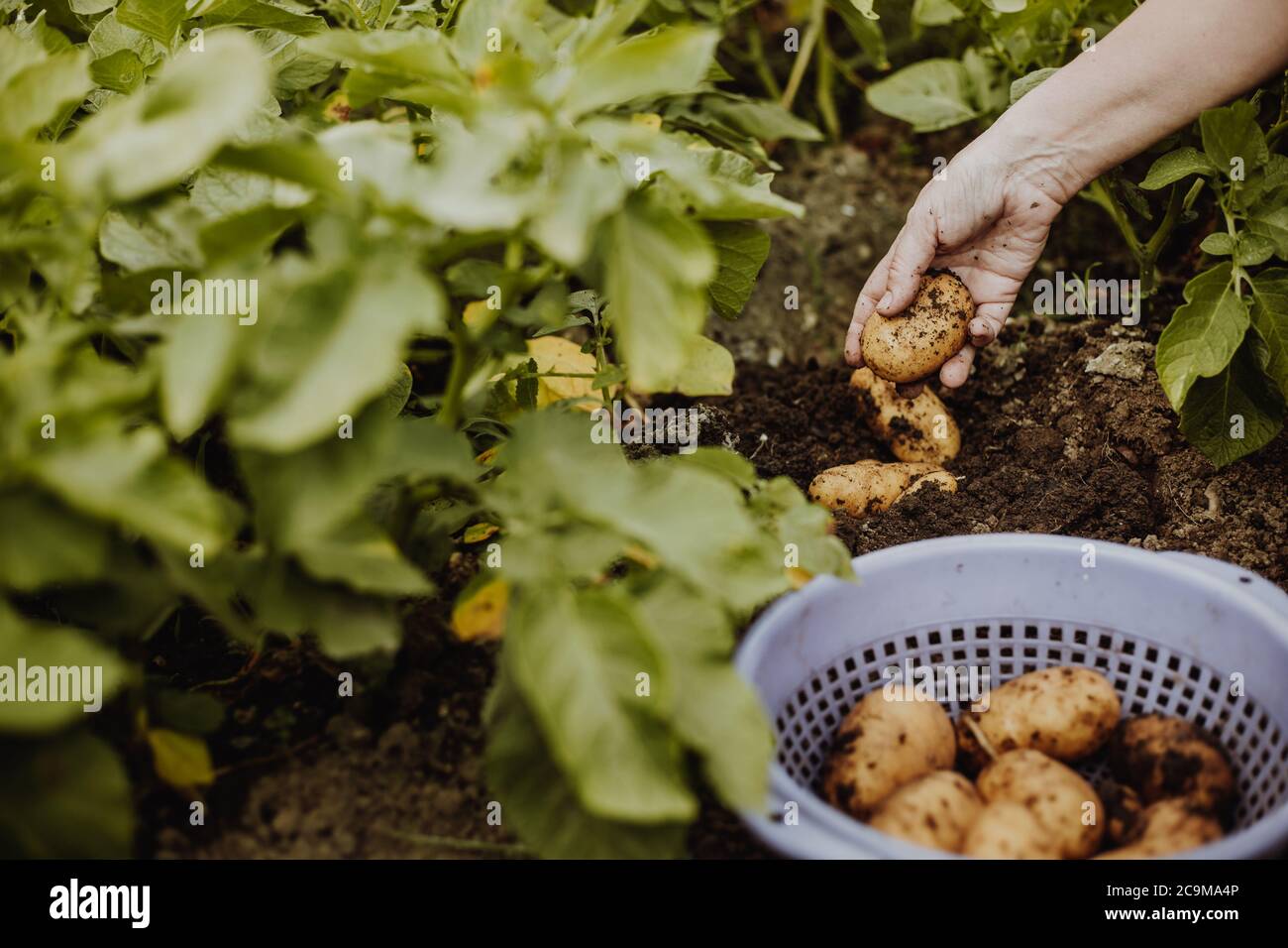 Potato harvest peru hi-res stock photography and images - Alamy