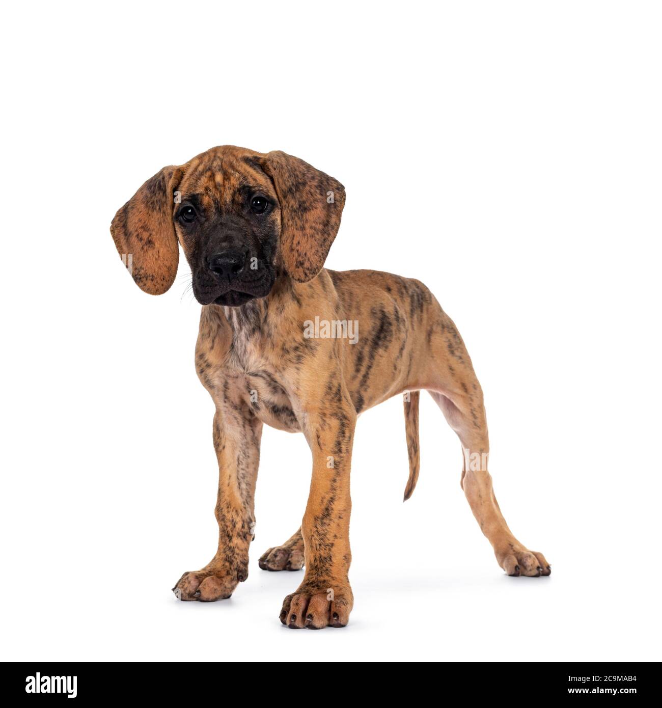 Cute light brindle Great Dane puppy, standing side ways. lookign ...
