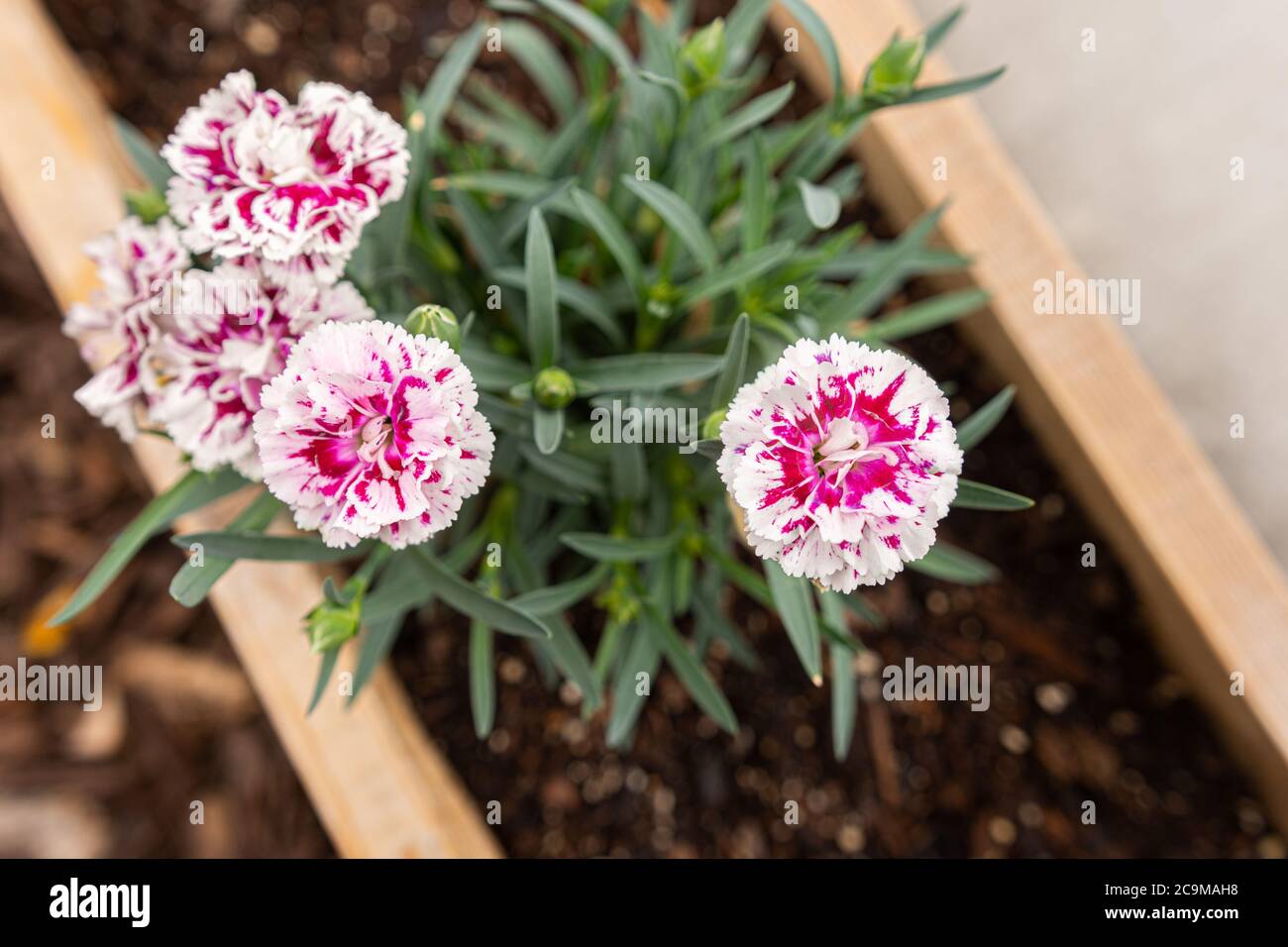 Annuals and perennials hi-res stock photography and images - Alamy