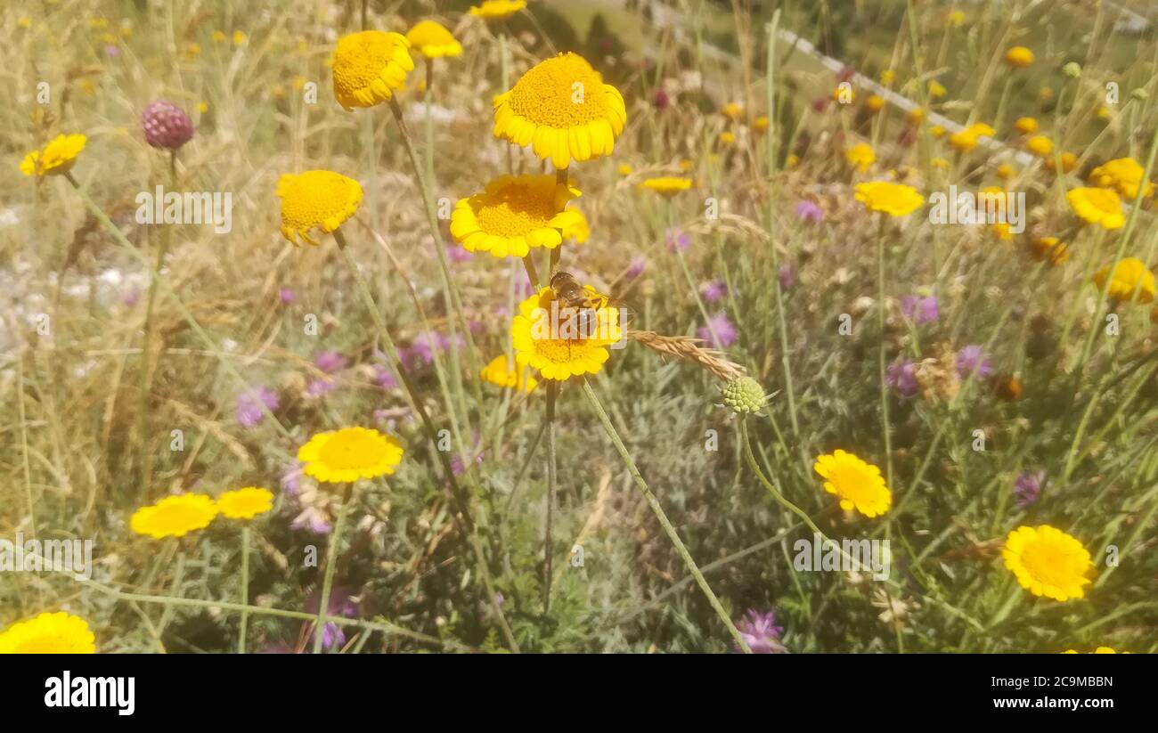 Yellow flowers field with bee Stock Photo - Alamy