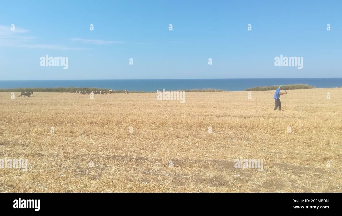 Yellow Field with hay bales Stock Photo - Alamy