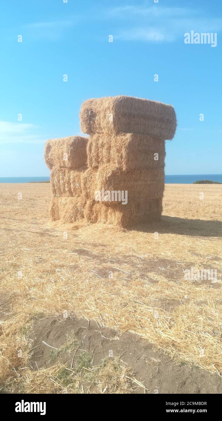Yellow Field with hay bales Stock Photo - Alamy