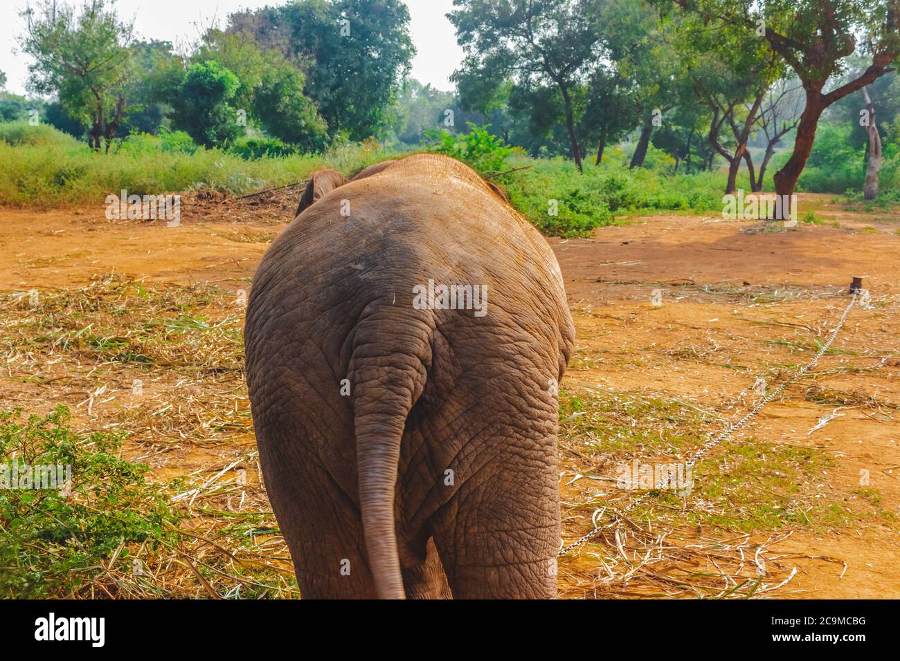 Baby Elephant back side Portrait. Baby elephant playing on the reserve ...