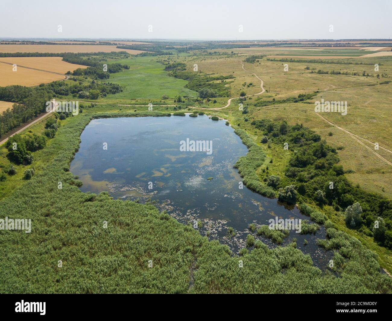 Aerial view of a pond surrounded by reeds and rows of trees Stock Photo ...