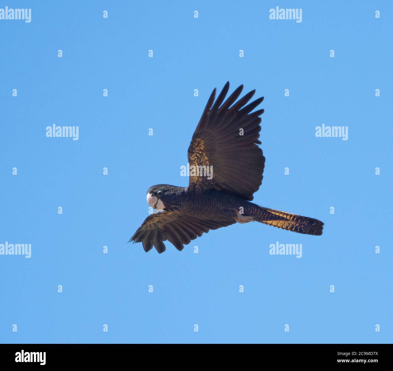 Red tailed black cockatoo female hi-res stock photography and images ...