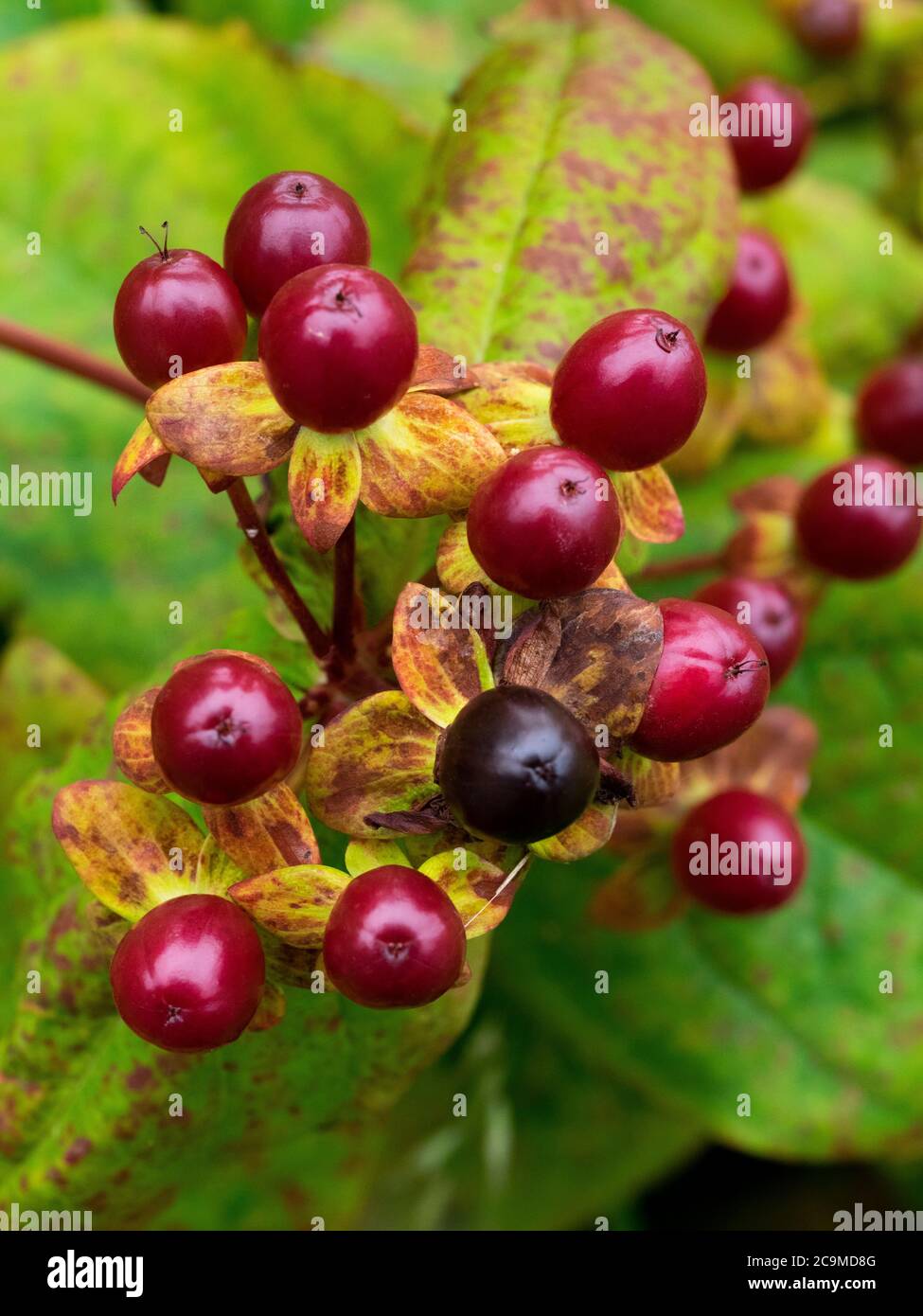 Black berries hypericum hi-res stock photography and images - Alamy