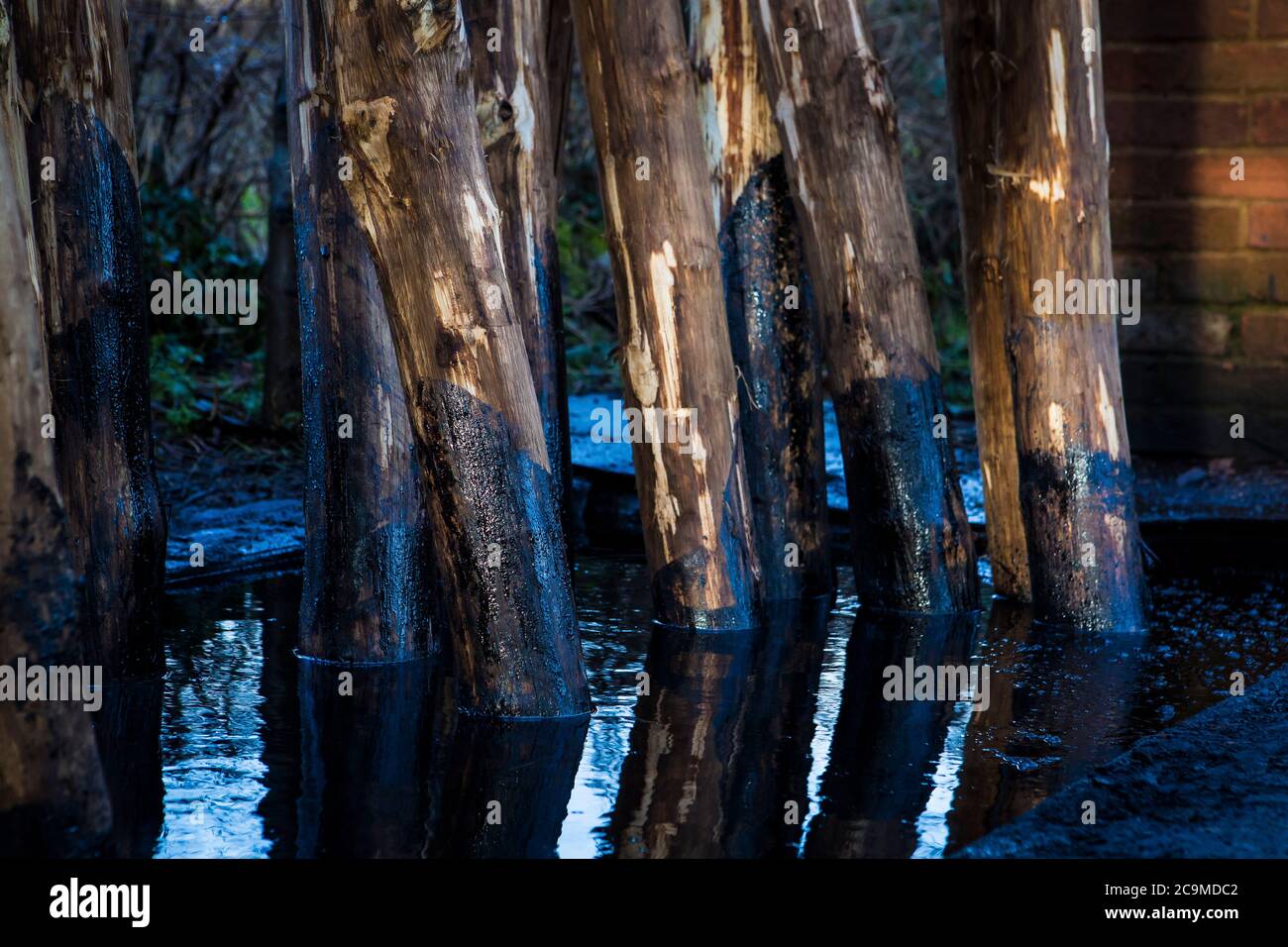 Preserving hop poles made of chestnut wood in creosote to preserve them ...