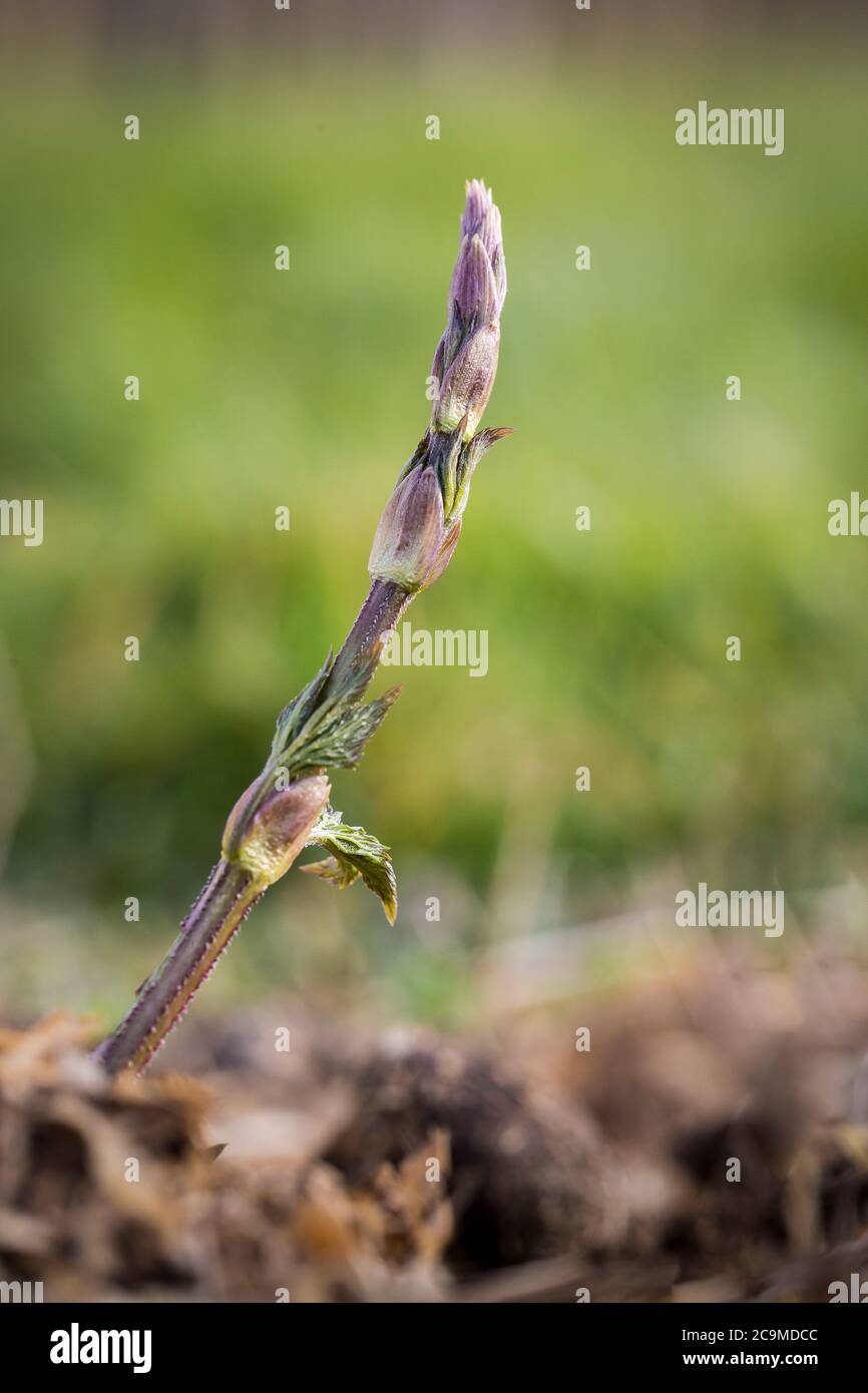 Sprouting hop hi-res stock photography and images - Alamy