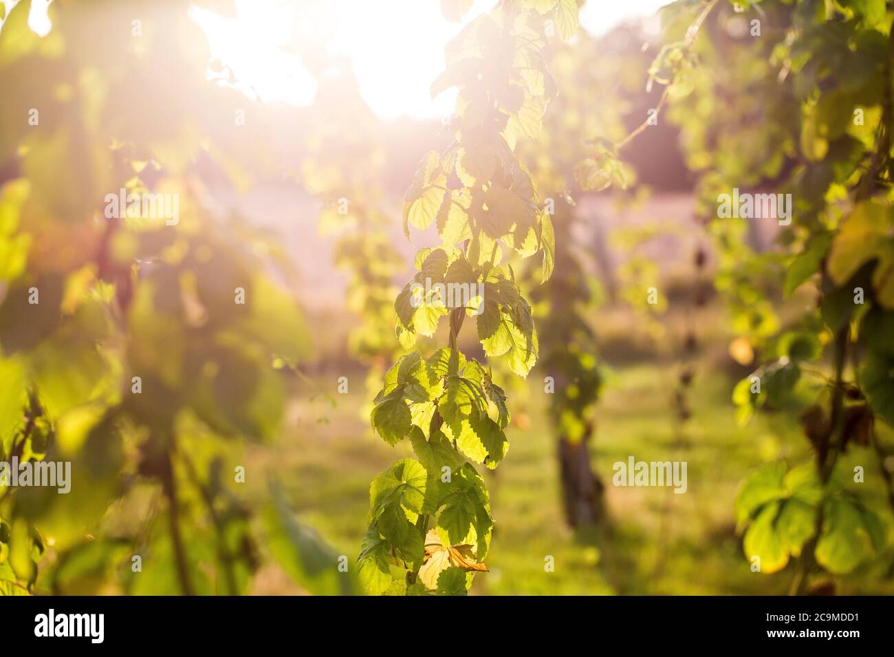 Hop bines coming into flower at Larkins Brewery very own hop garden ...