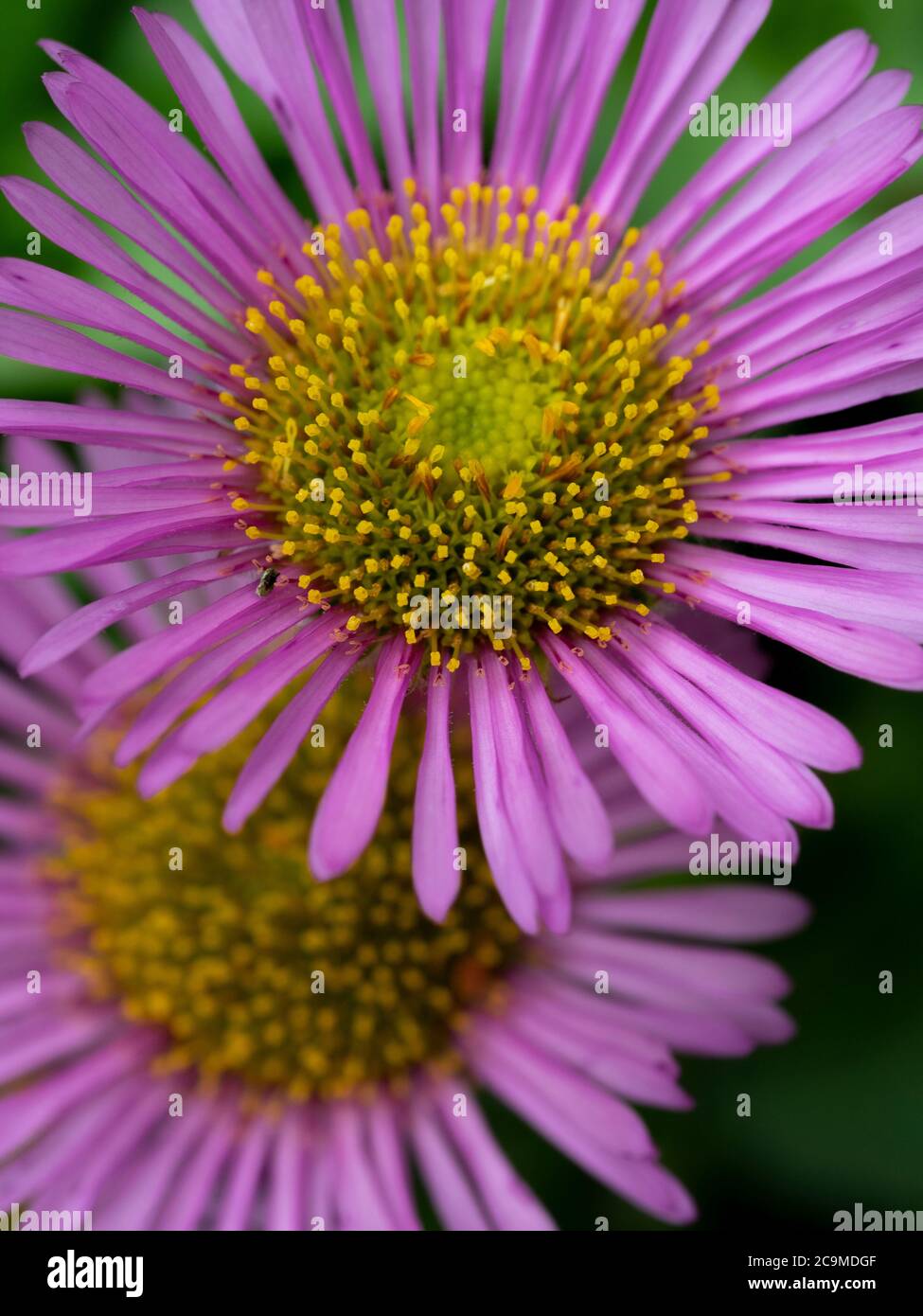 Seaside daisy hi-res stock photography and images - Alamy