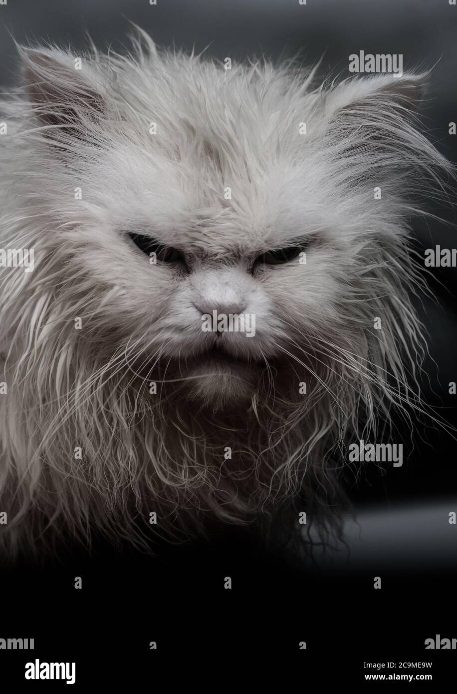Frowning cat hi-res stock photography and images - Alamy