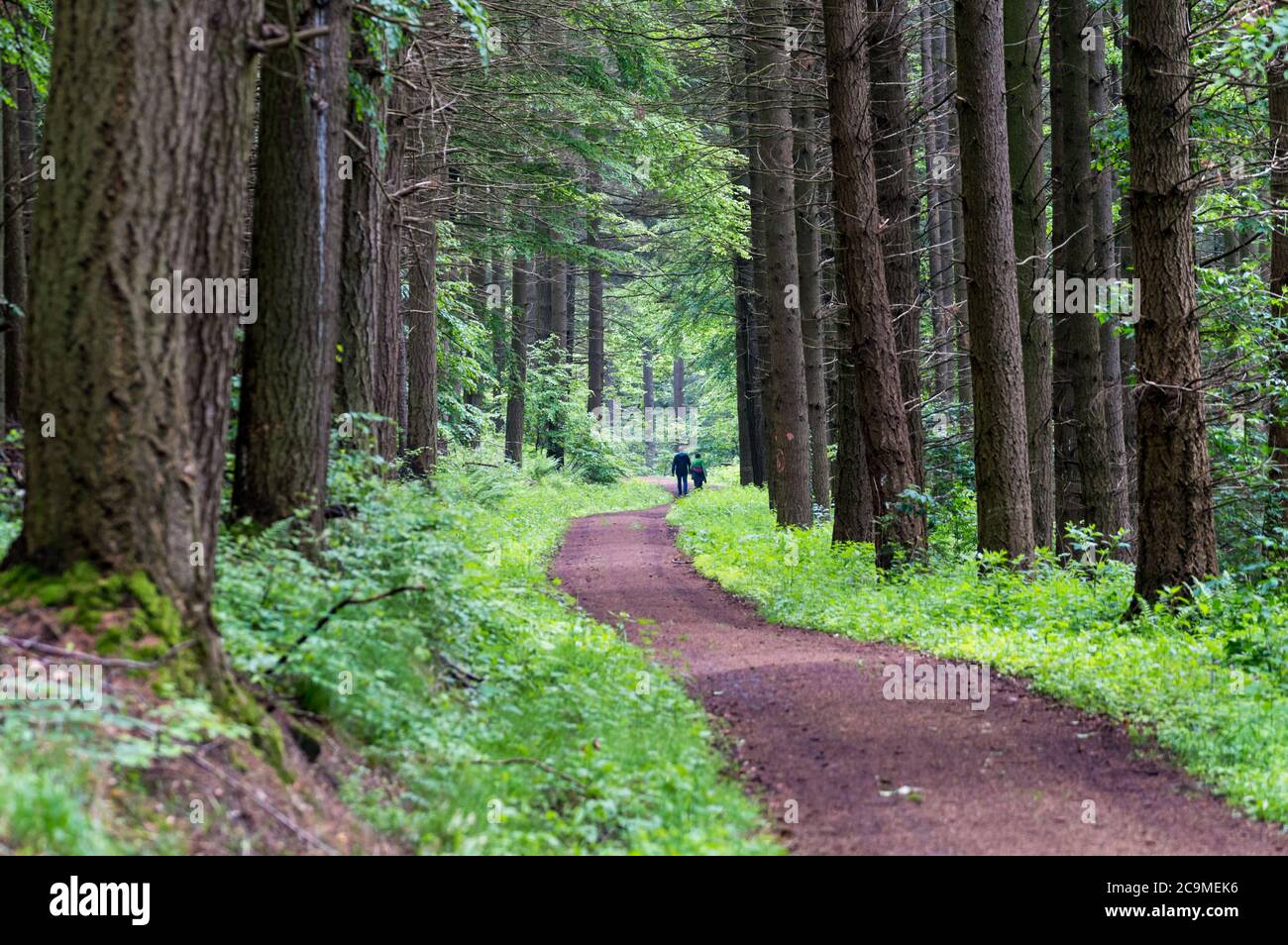 path through shady summer forest Stock Photo - Alamy