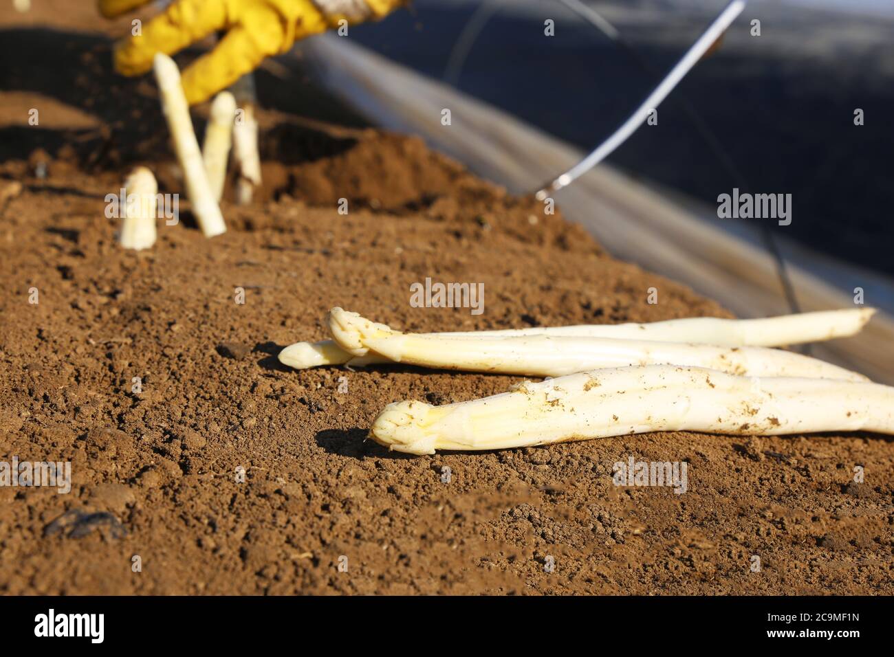 Agricultural asparagus harvest Stock Photo - Alamy