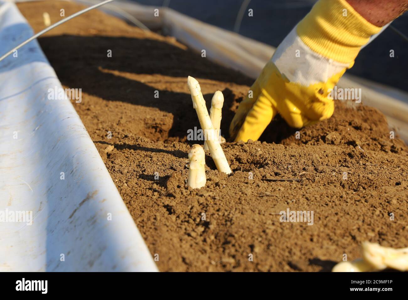 Agricultural asparagus harvest Stock Photo - Alamy