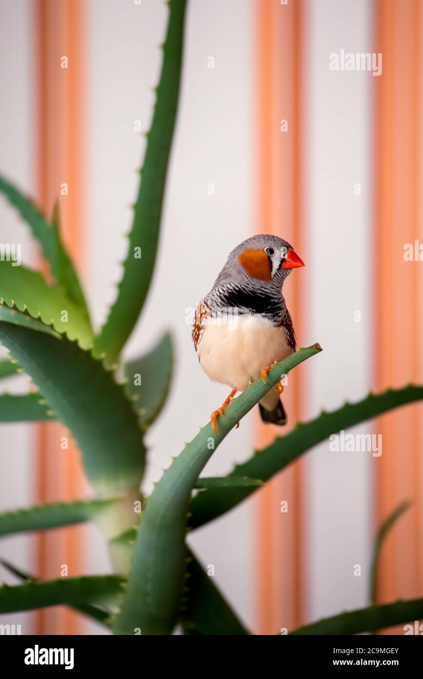 zebra finch, the pet bird sits on an aloe branch Stock Photo - Alamy