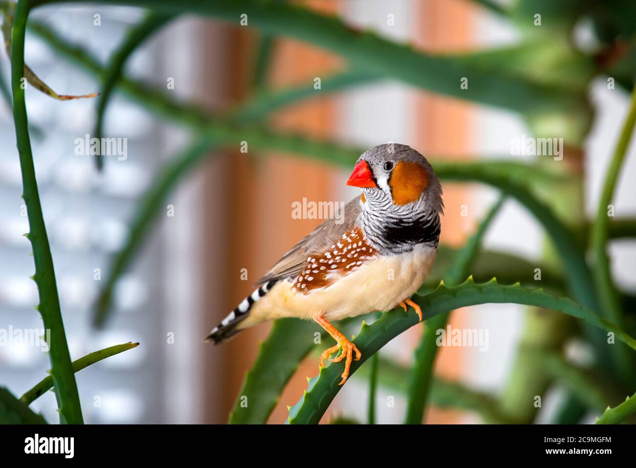 Zebra finch male sitting on a green branch plant indoors, turning his ...