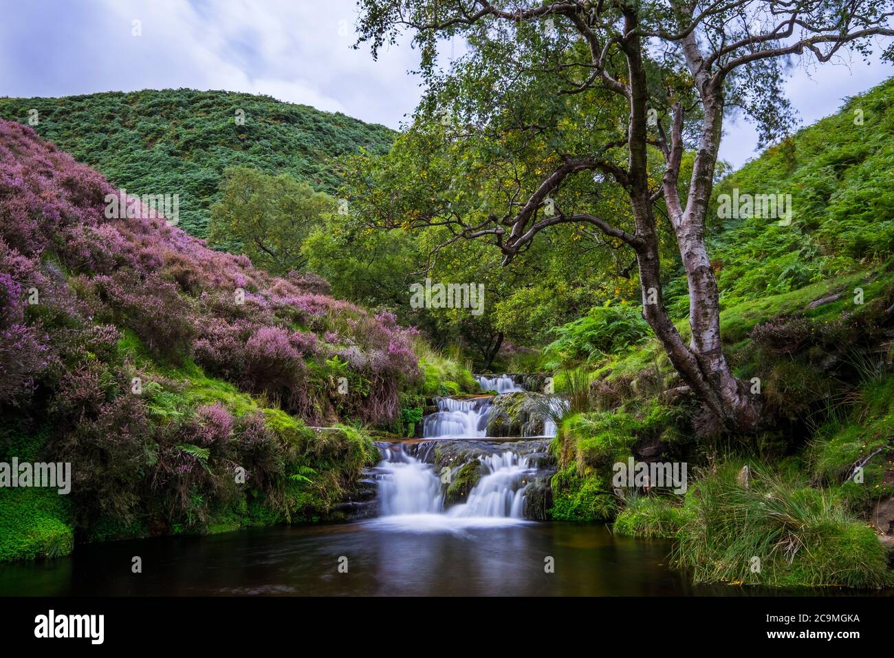 A waterfall amongst the heather and trees in Fairbrook Clough Stock ...