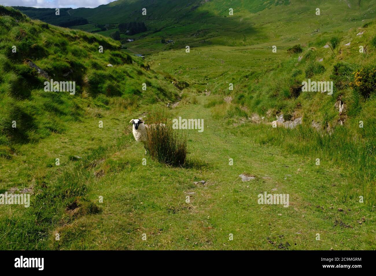 Kerry goat hi-res stock photography and images - Alamy