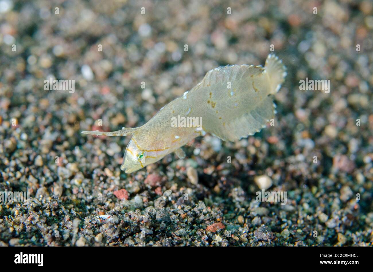 Juvenile Peacock Razorfish, Iniistius pavo, Amed Beach dive site, Amed ...