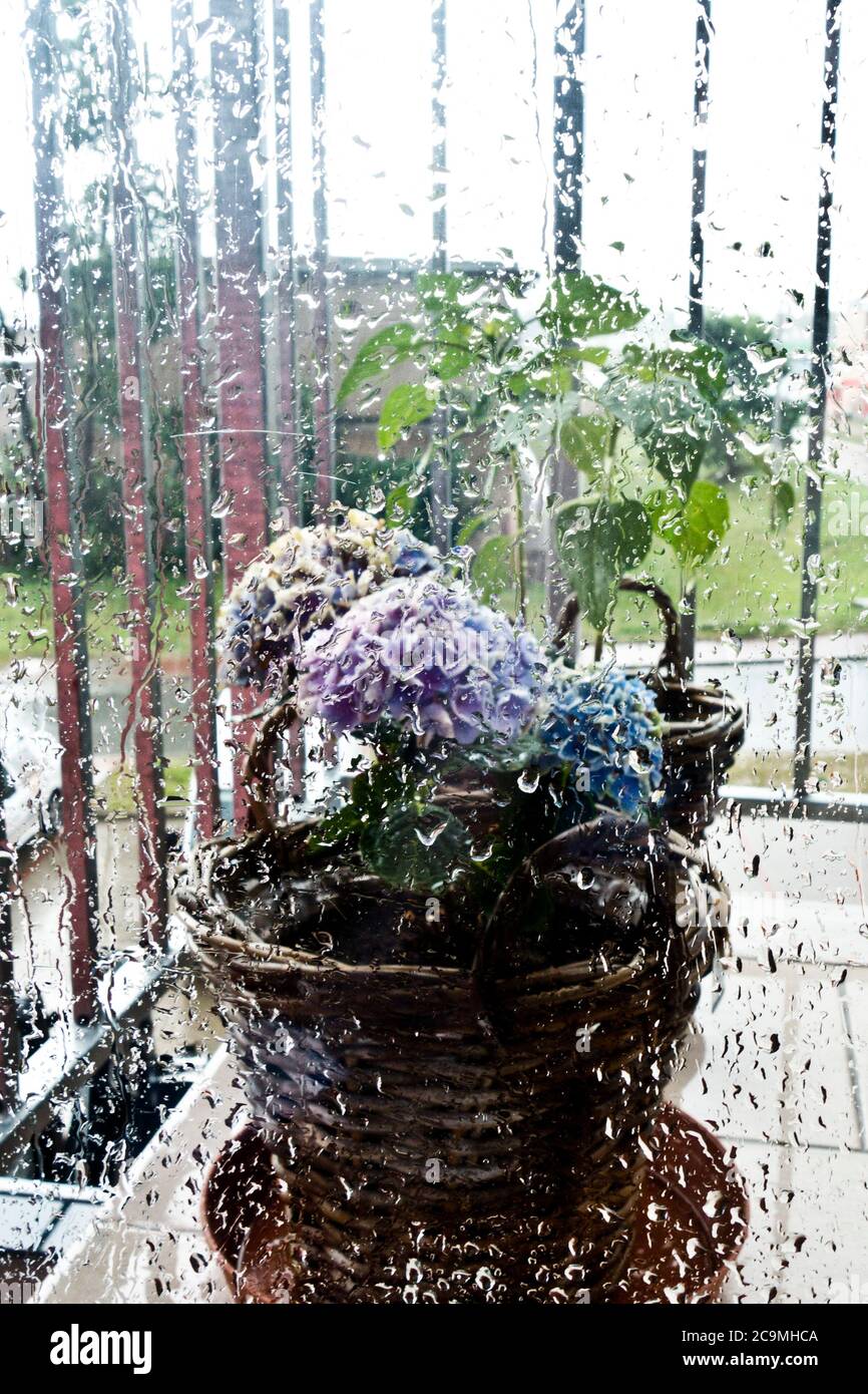 Hydrangea by the window hi-res stock photography and images - Alamy