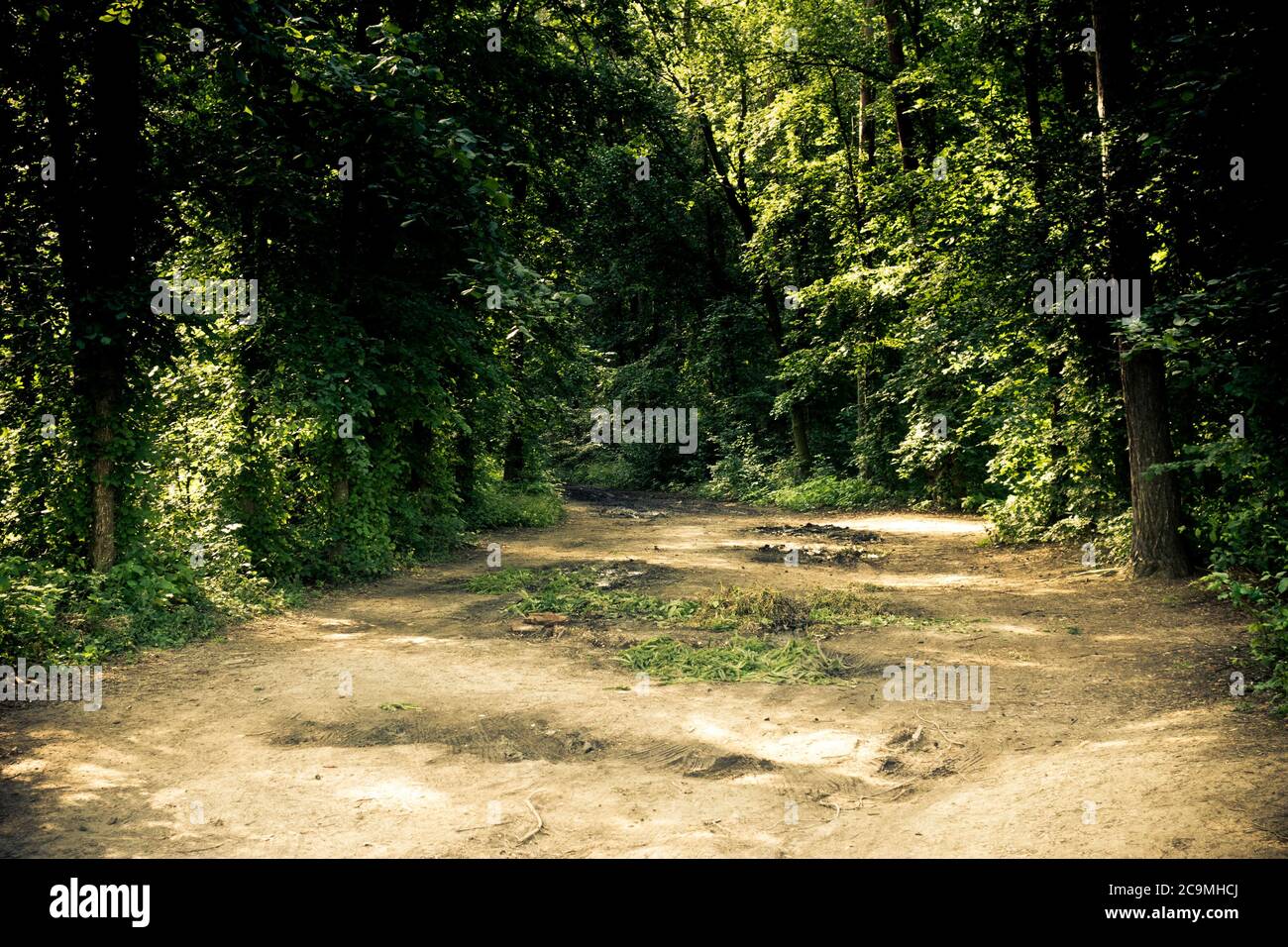 path into the forest Stock Photo - Alamy