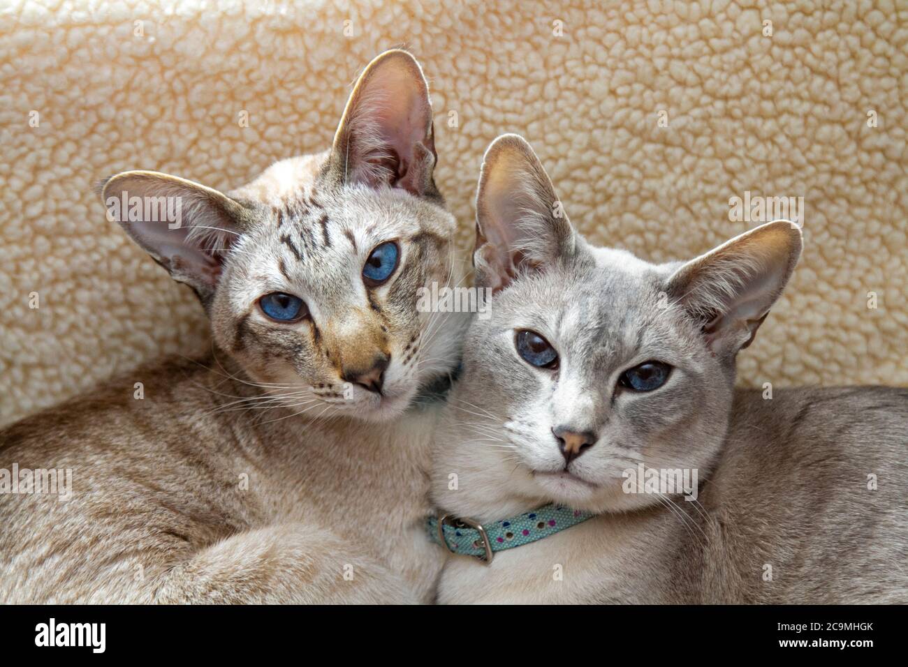 Portrait of two Siamese cats sitting down, Southport, UK Stock Photo ...