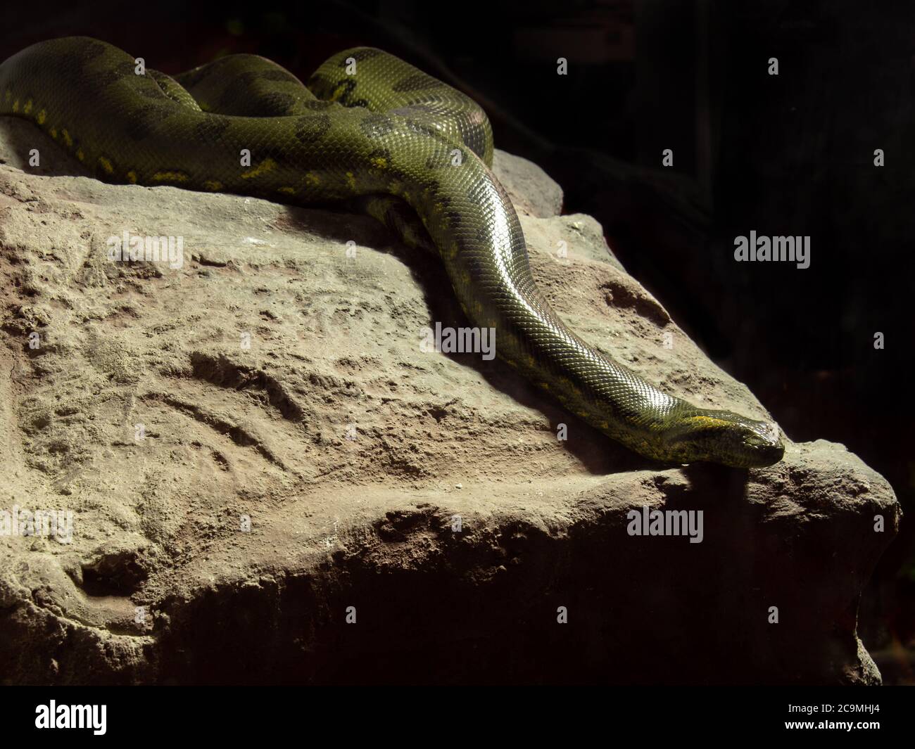 Green Anaconda High Resolution Stock Photography and Images - Alamy