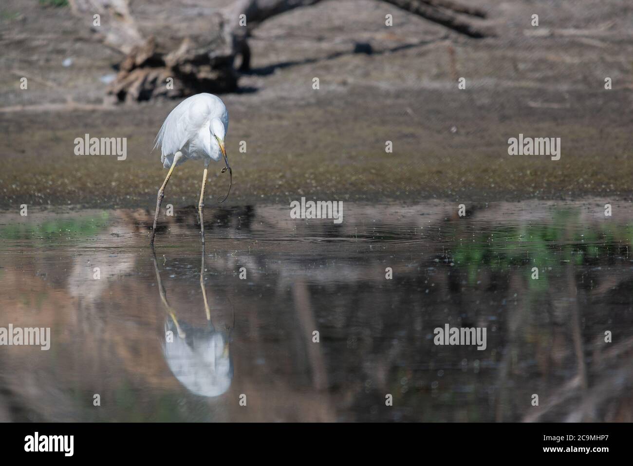 Snake catching bird hi-res stock photography and images - Alamy